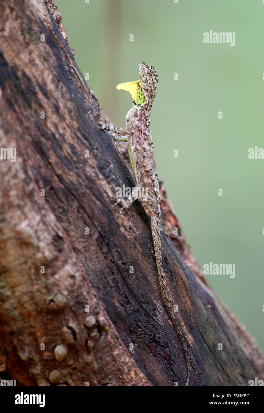 Draco High Resolution Stock Photography and Images - Alamy