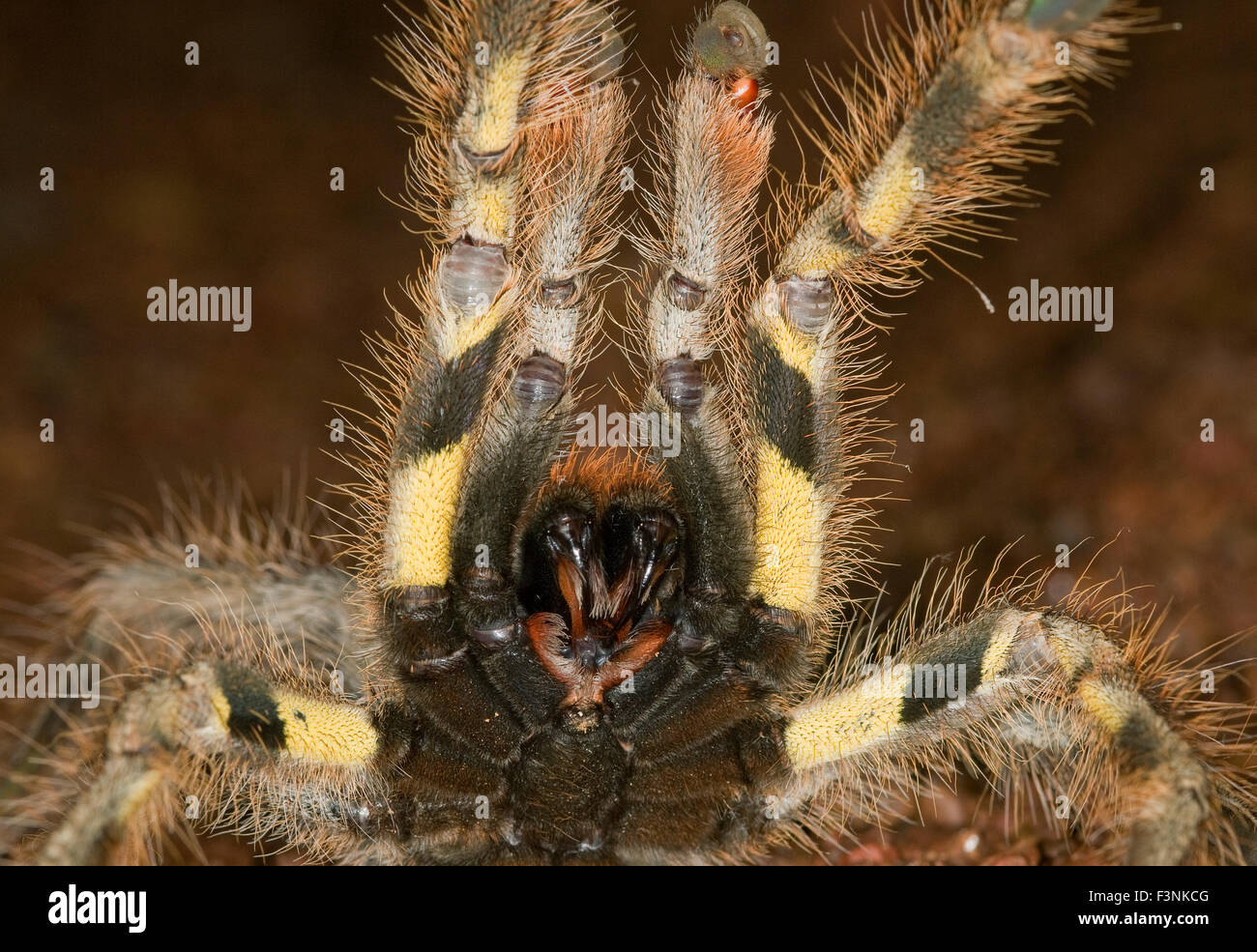 The image of Indian Ornamental spider ( Poecilotheria regalis ) was ...