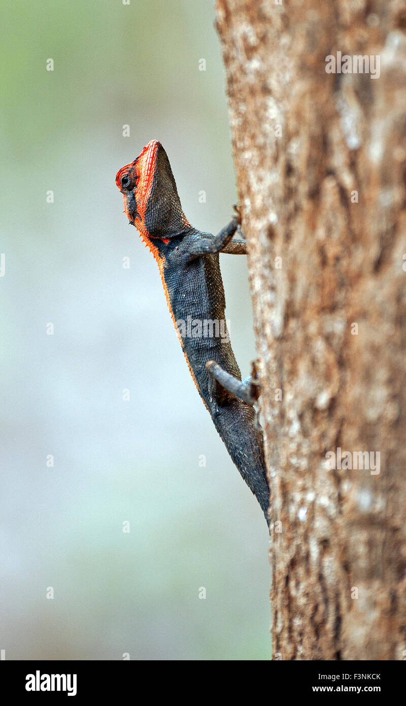 The image of Forest Calotes ( Calotes rouxii )was taken in Sanjay ...