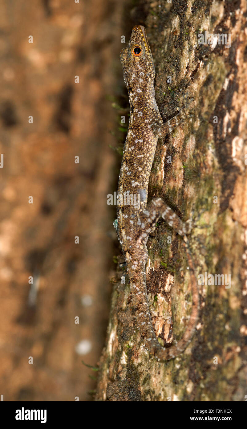 The image of Prashad gecko,(Hemidactylus prashadi ) was taken in Goa ...