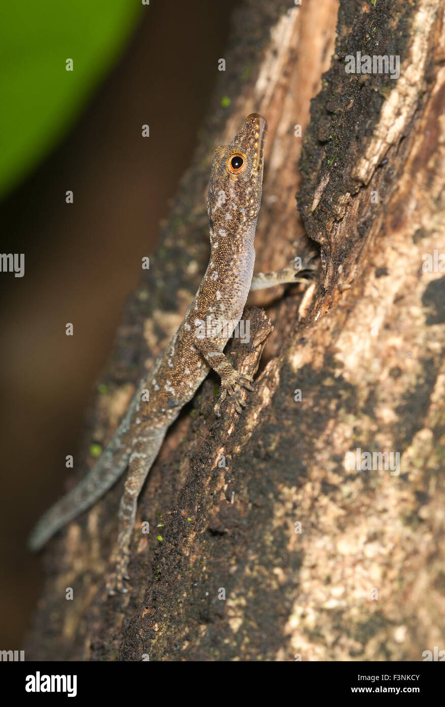 The image of Prashad gecko,(Hemidactylus prashadi ) was taken in Goa ...
