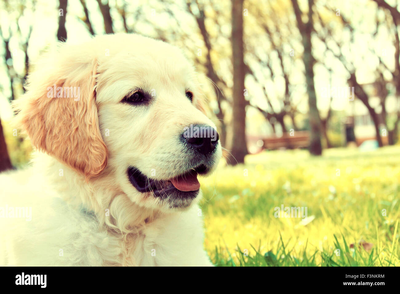 Cute golden retriever puppy in the park at summer. Vintage instagram ...