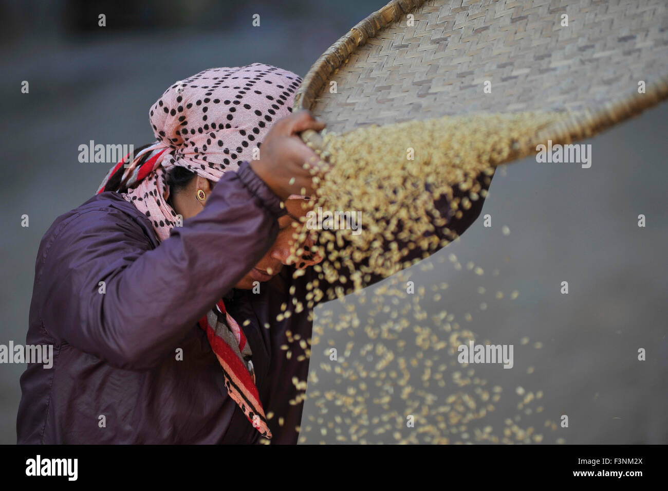 Kathmandu, Nepal. 10th Oct, 2015. A farmer winnowing rice during ...