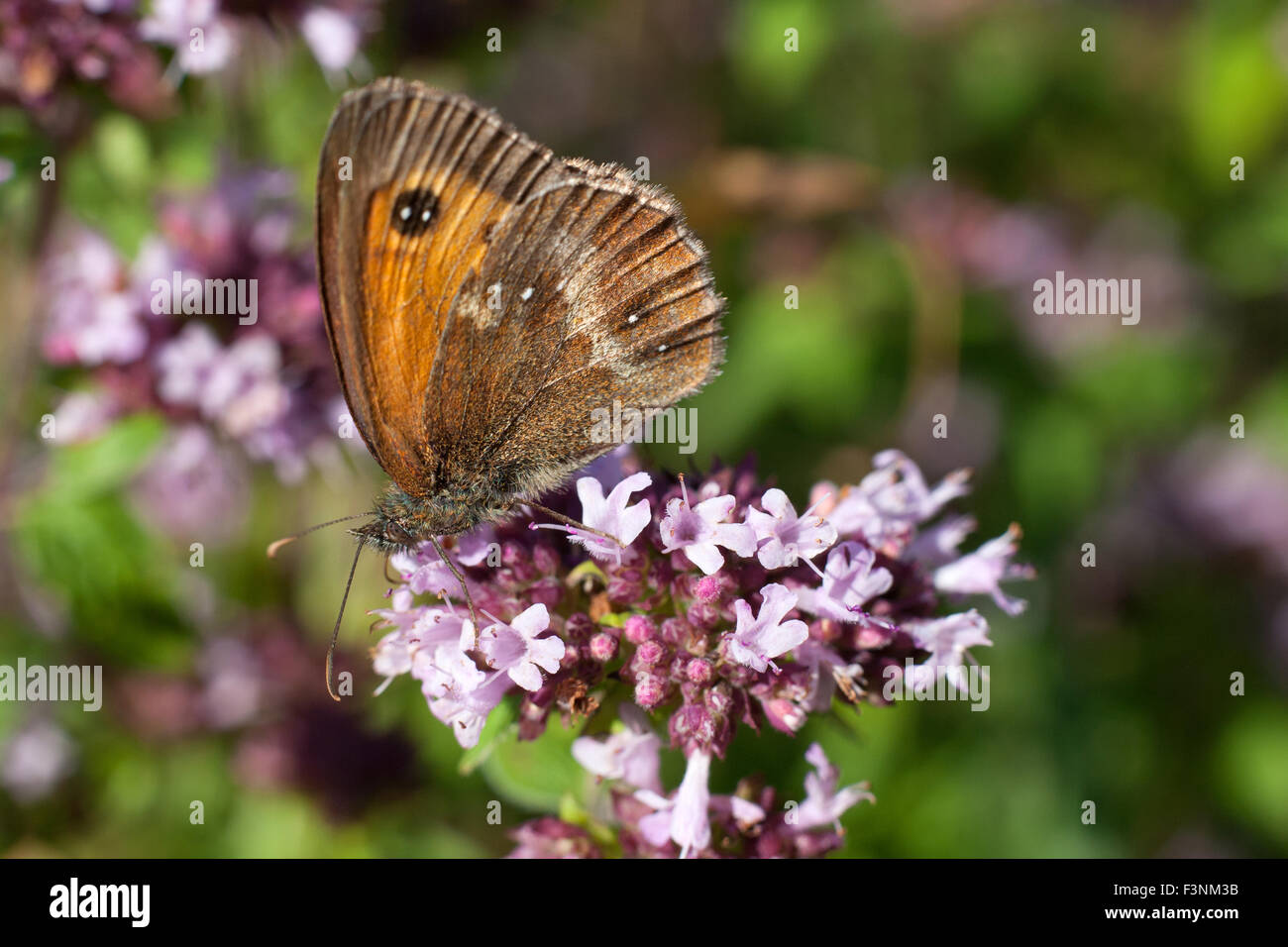 Meadow Brown butterfly Stock Photo - Alamy