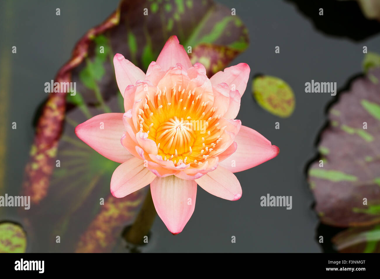 Pink Water Lily Stock Photo - Alamy