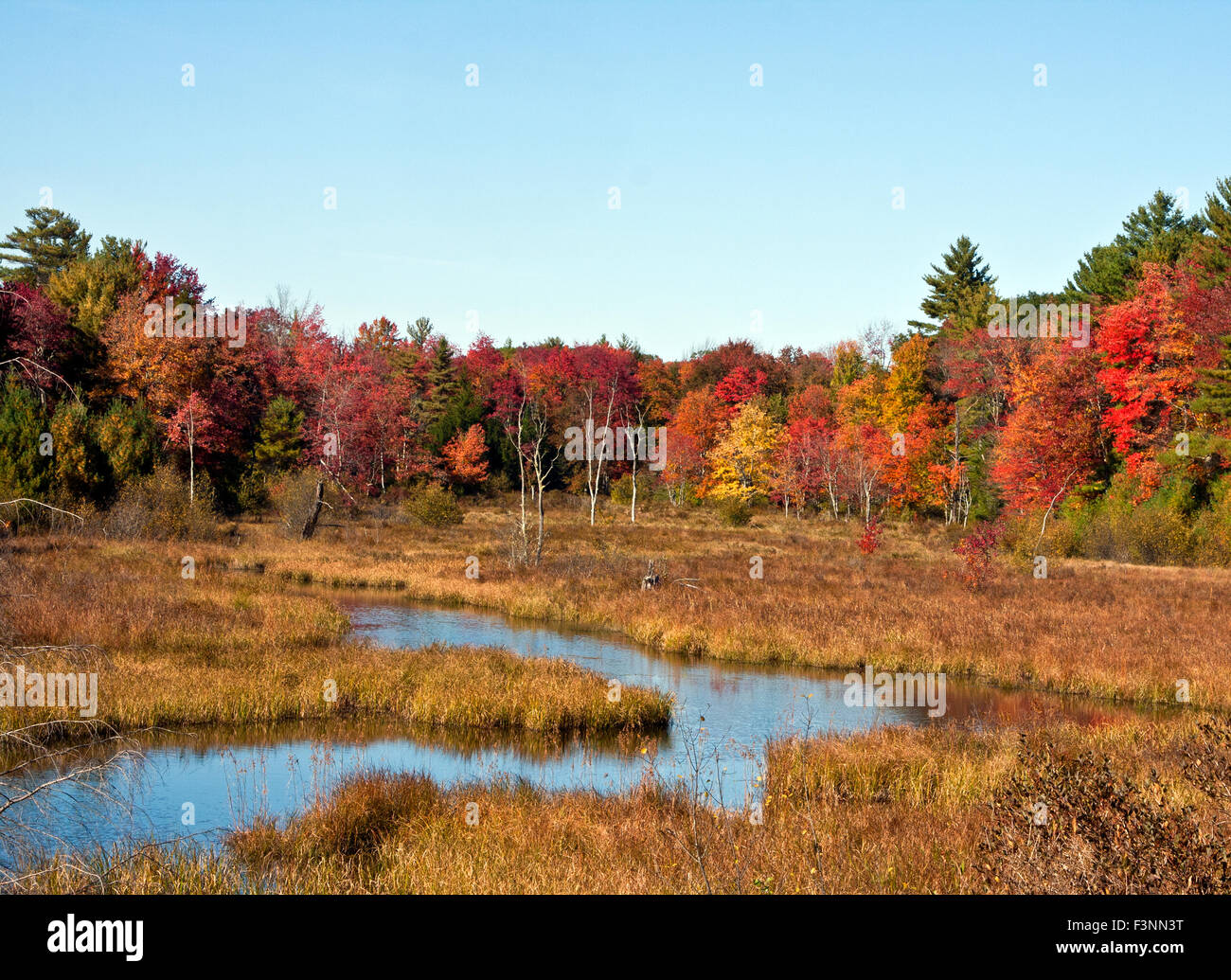 Autumn in New England USA, fall foliage on forest trees Stock Photo - Alamy