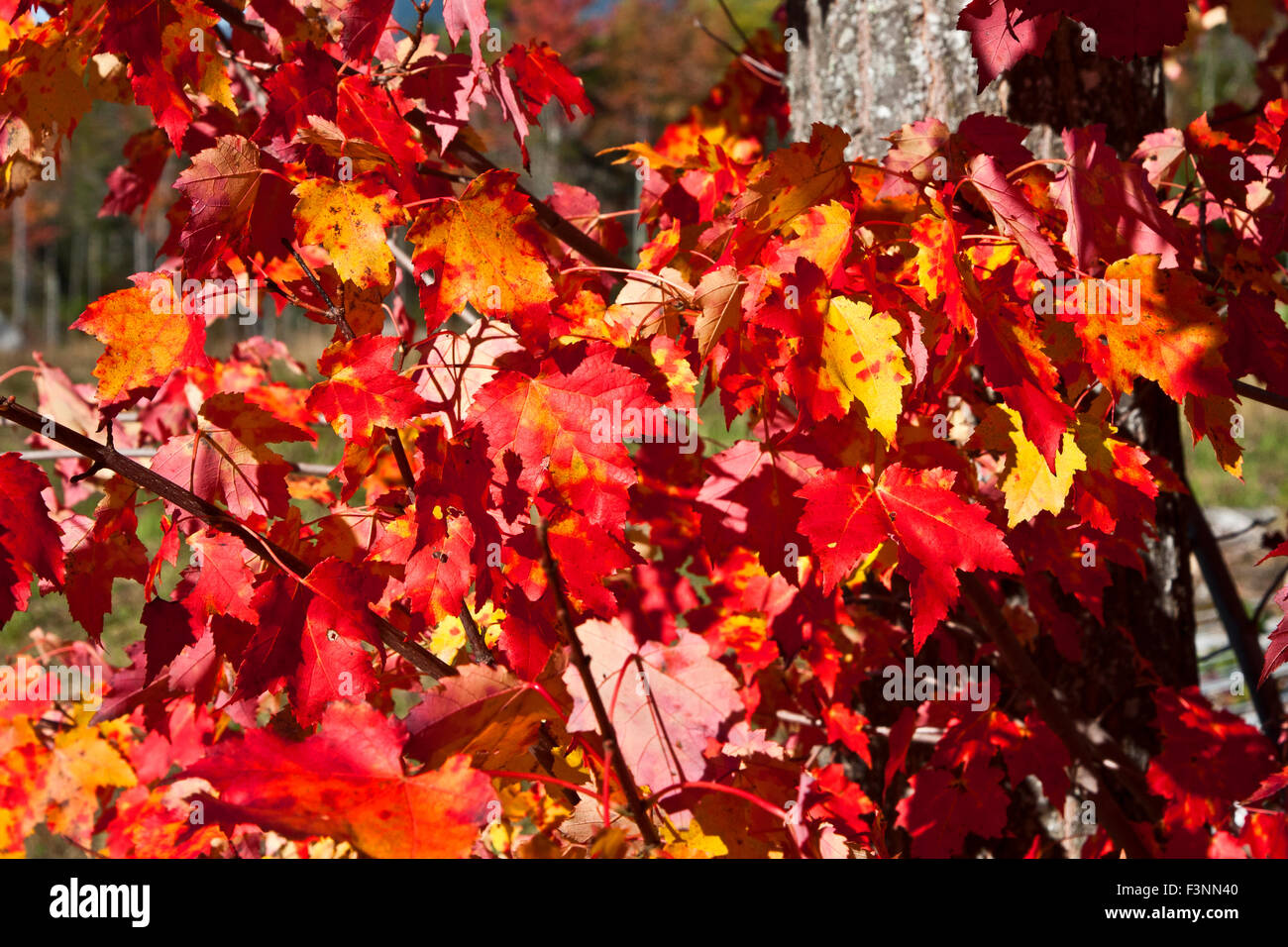 Autumn in New England USA, fall foliage on forest trees Stock Photo - Alamy