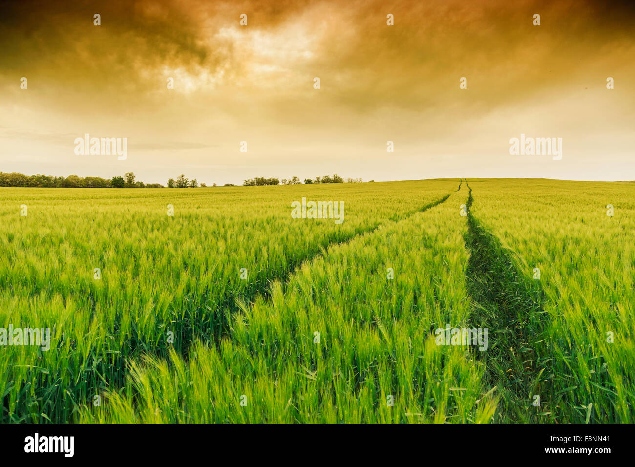 Field path at sunset in summer hi-res stock photography and images - Alamy