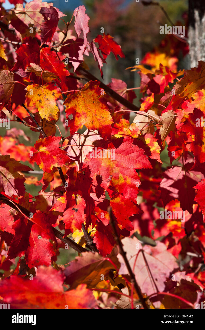 Autumn in New England USA, fall foliage on forest trees Stock Photo - Alamy