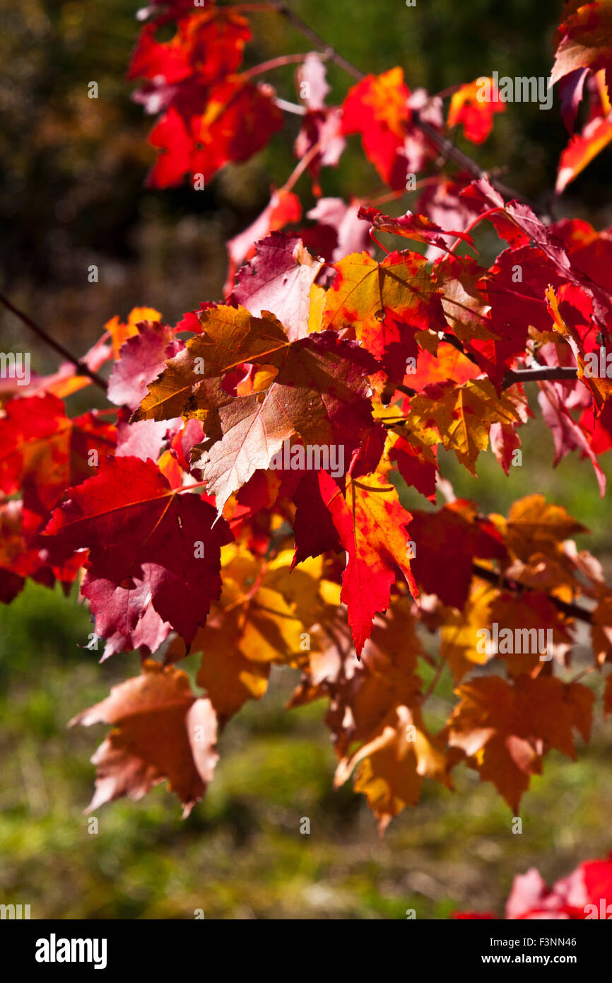 Autumn in New England USA, fall foliage on forest trees Stock Photo - Alamy