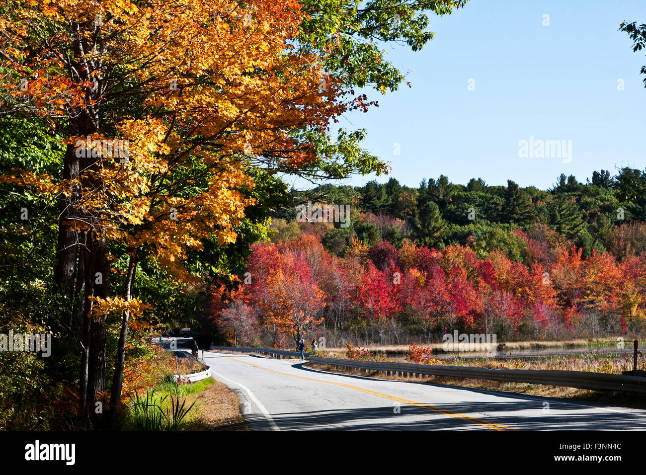 Autumn in New England USA, fall foliage on forest trees Stock Photo - Alamy