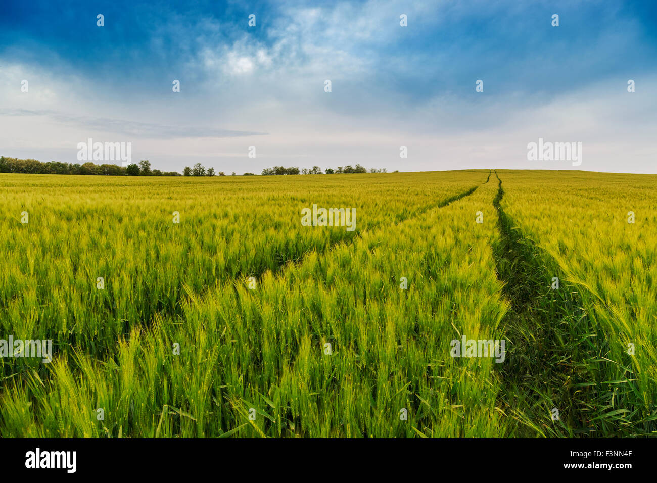 Wheat field landscape with path in summer-Hungary Stock Photo - Alamy