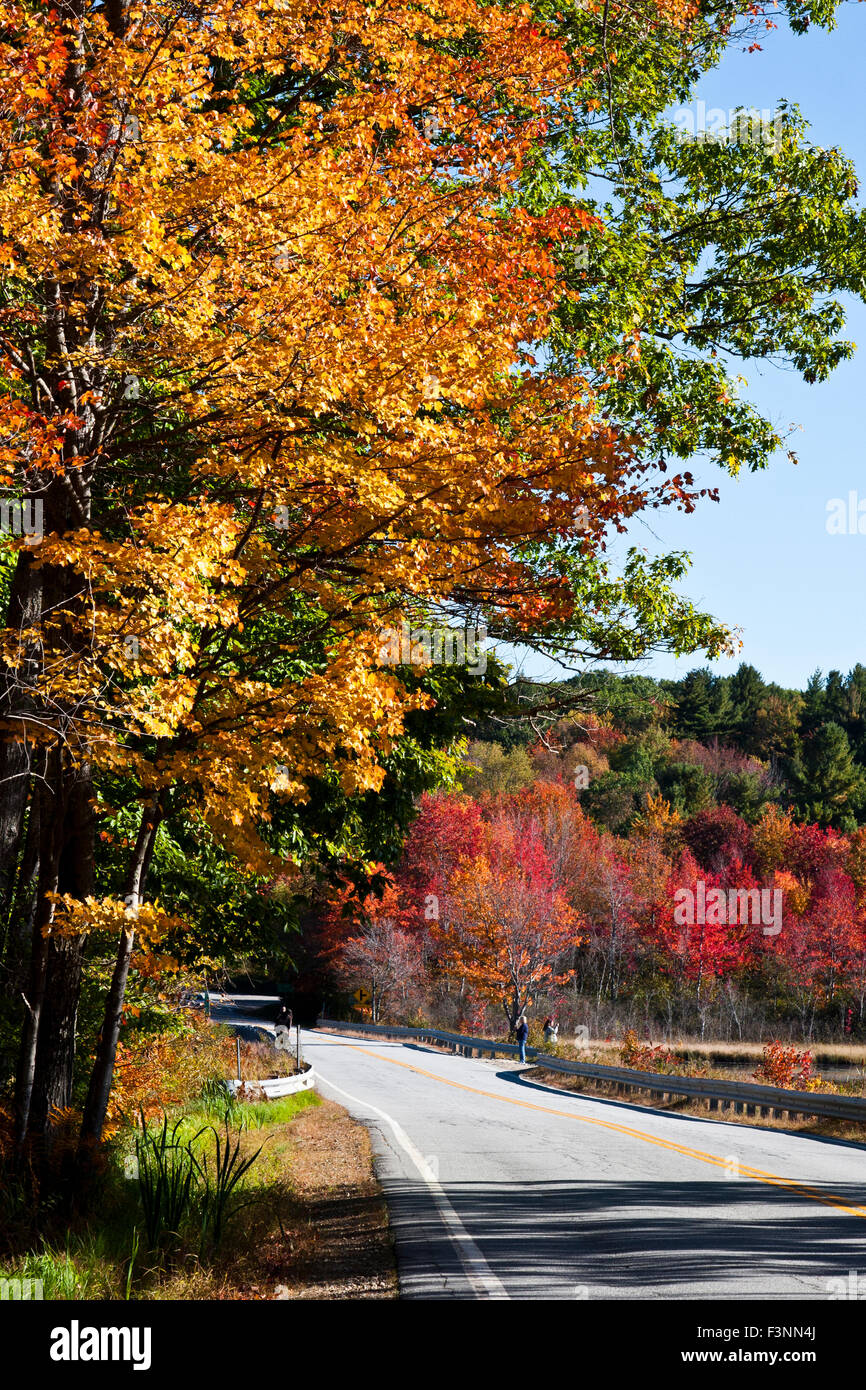 Autumn in New England USA, fall foliage on forest trees Stock Photo - Alamy