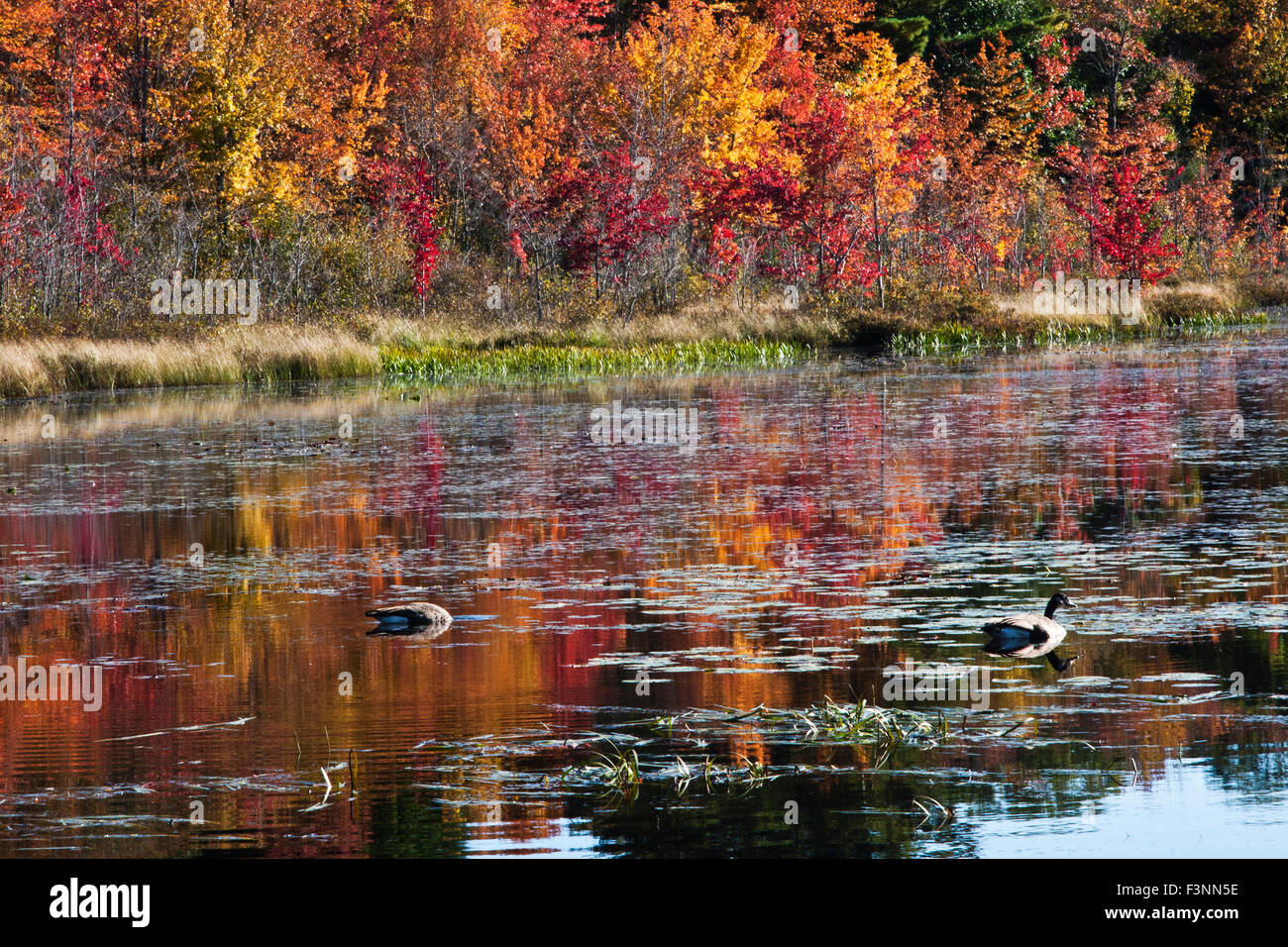 Autumn in New England USA, fall foliage on forest trees Stock Photo - Alamy