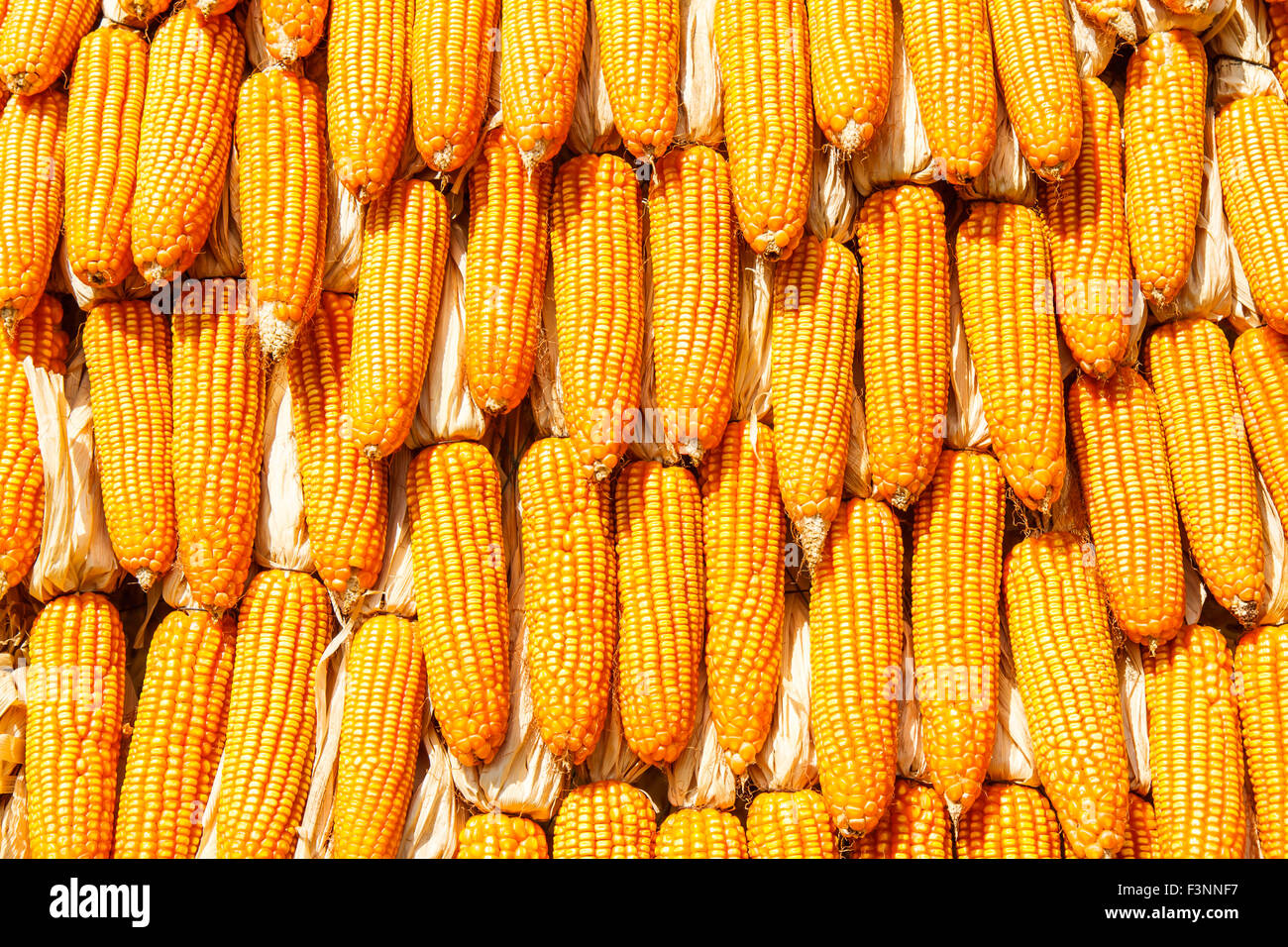 Yellow dried corn Stock Photo - Alamy