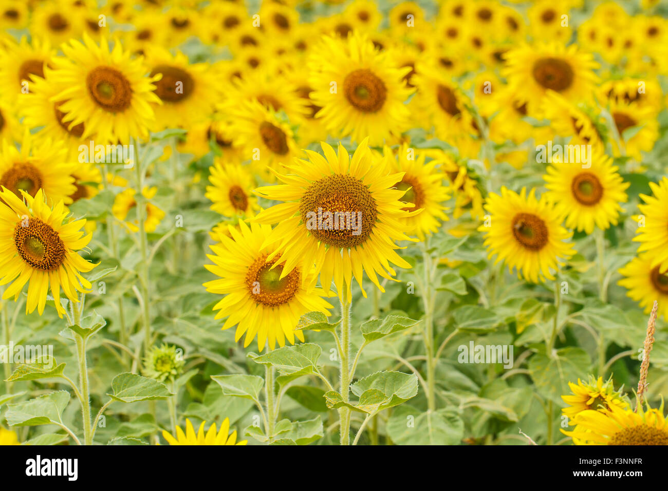 Sunflowers in garden Stock Photo - Alamy