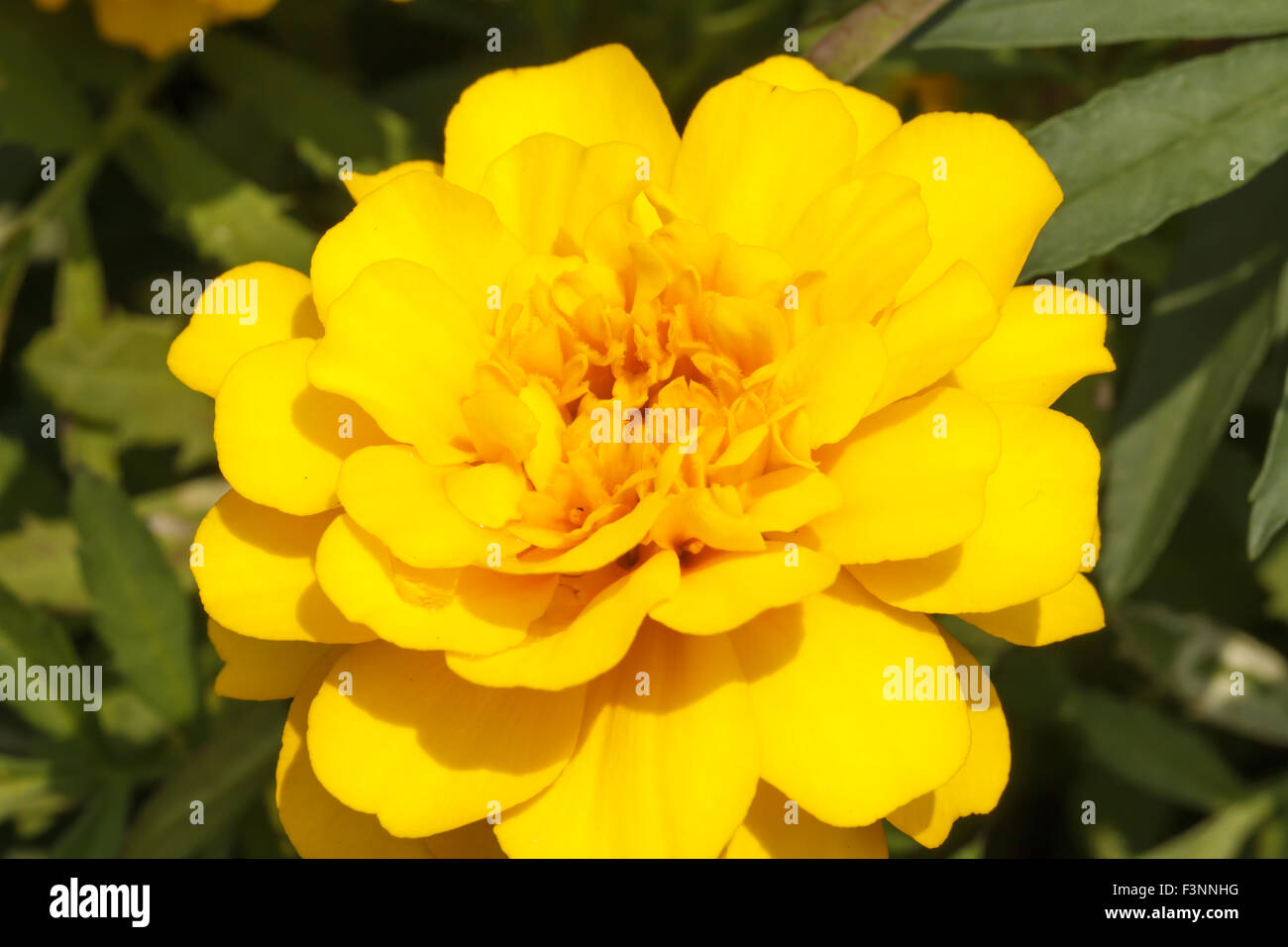 Yellow marigold Stock Photo - Alamy