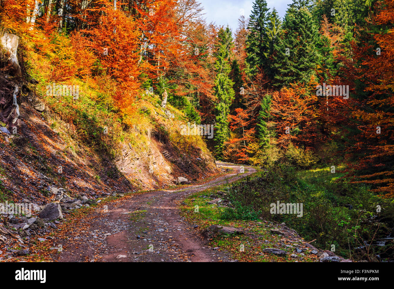 Footpath winding through colorful forest in Transylvania-Romania Stock ...
