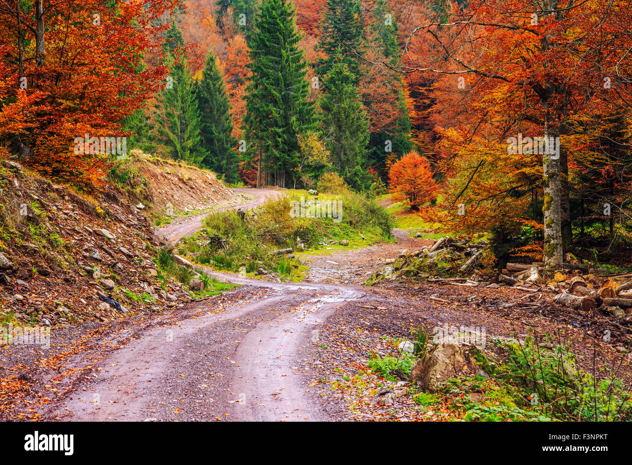 Footpath winding through colorful forest in Transylvania-Romania Stock ...