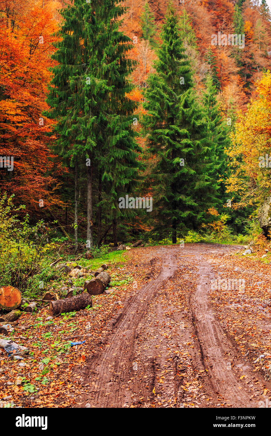 Footpath winding through colorful forest in Transylvania-Romania Stock ...