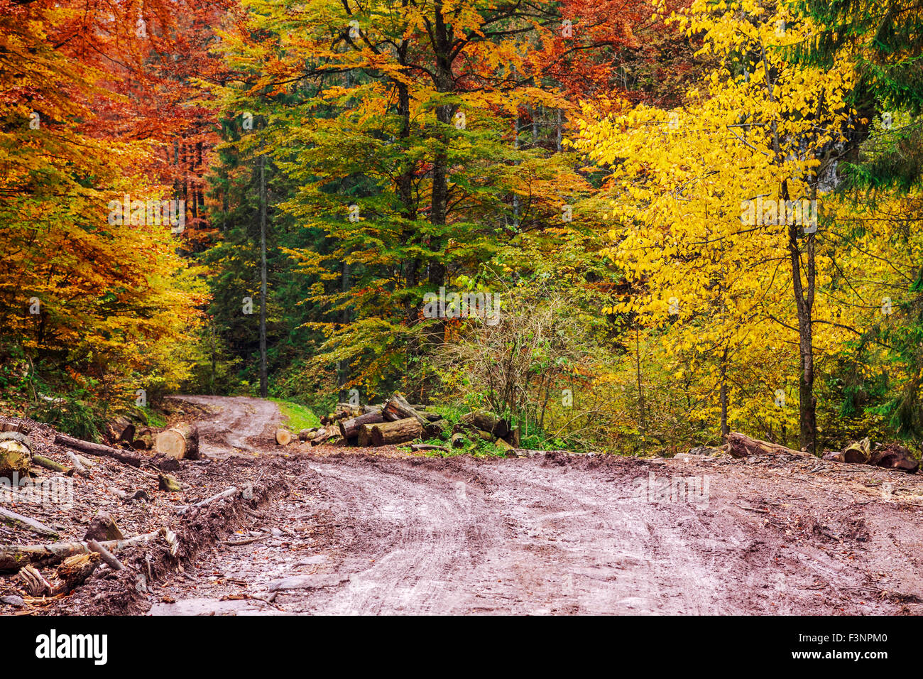 Footpath winding through colorful forest in Transylvania-Romania Stock ...