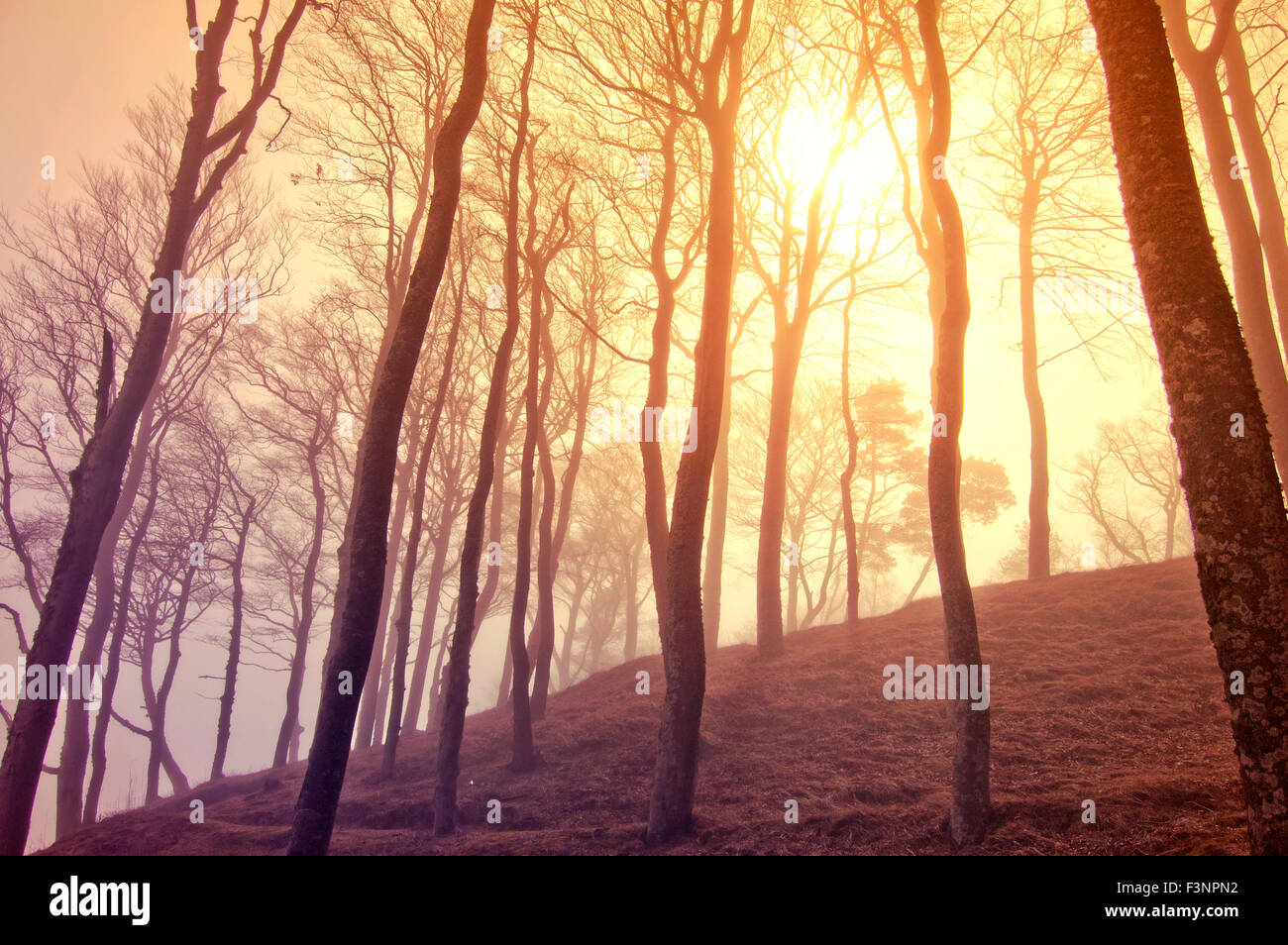 Red forest autumn spooky hi-res stock photography and images - Alamy