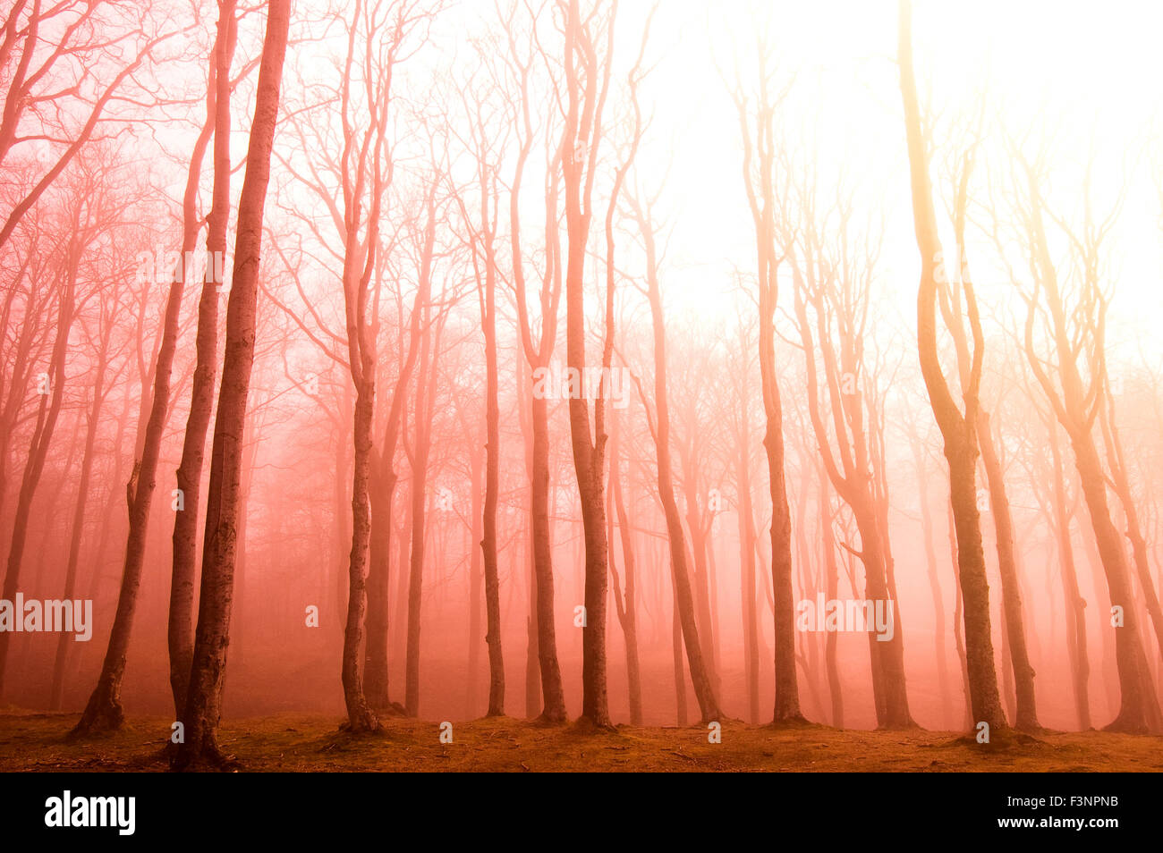 Red forest autumn spooky hi-res stock photography and images - Alamy