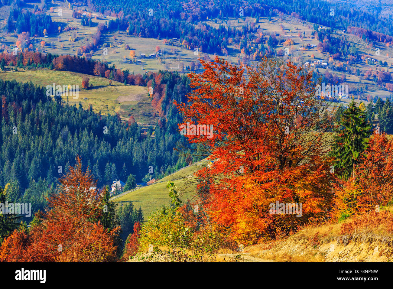 Colorful autumn landscape in the Carpathian mountains. Transylvania ...