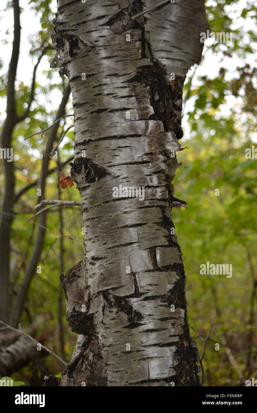 Amazing tree looks like aluminum Stock Photo - Alamy