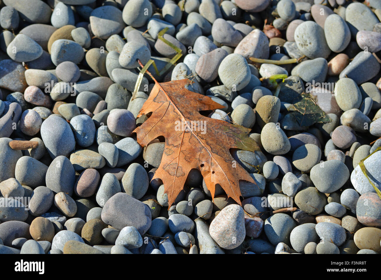 Leaf on river rock Stock Photo - Alamy