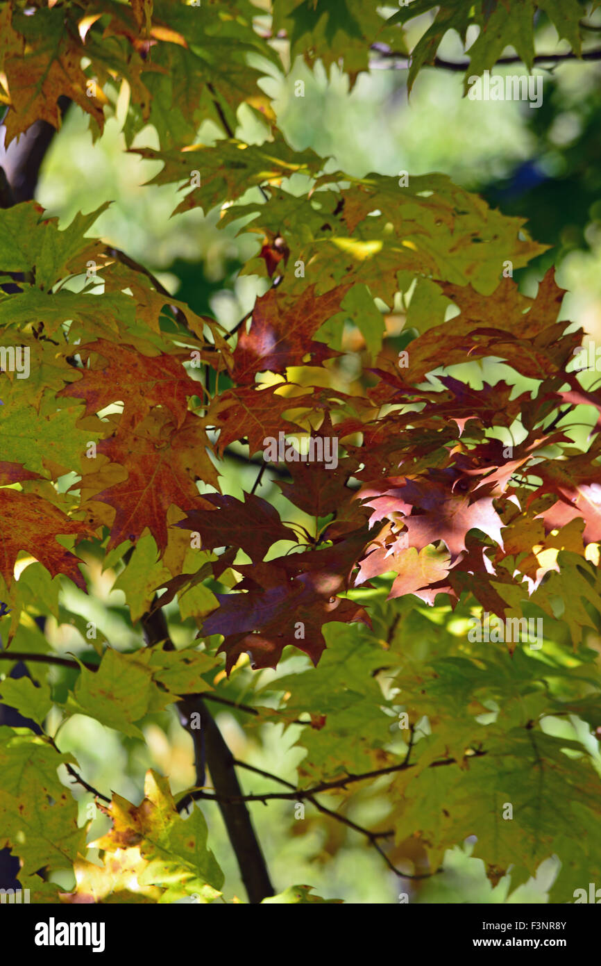 Leaves changing in Fall/Autumn Stock Photo - Alamy