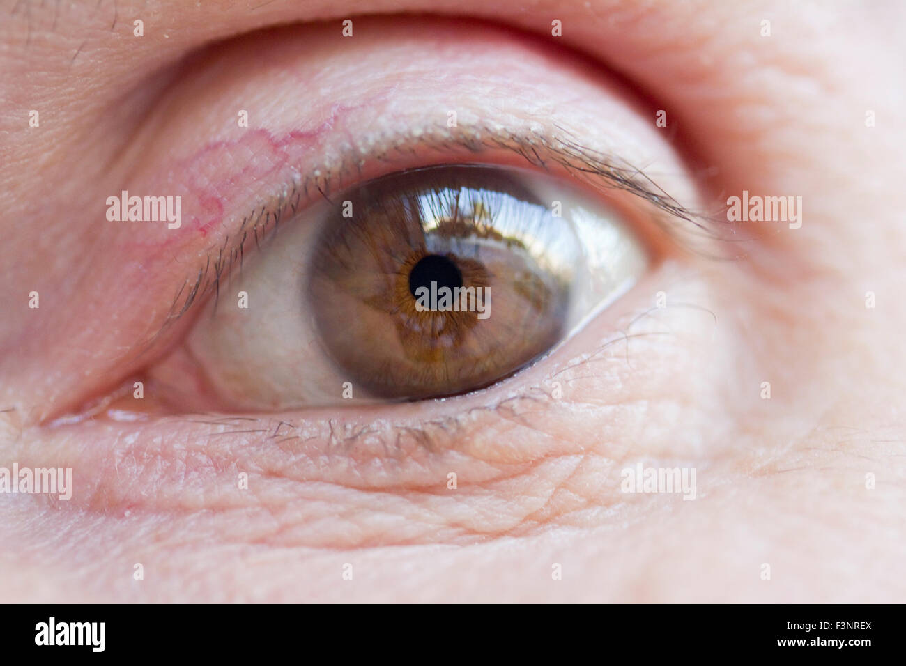 Straight veins hi-res stock photography and images - Alamy