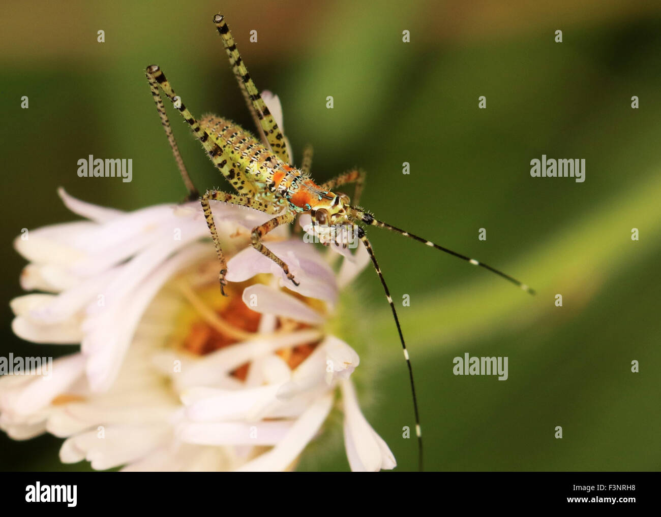 Katydid nymph on a flower Stock Photo - Alamy