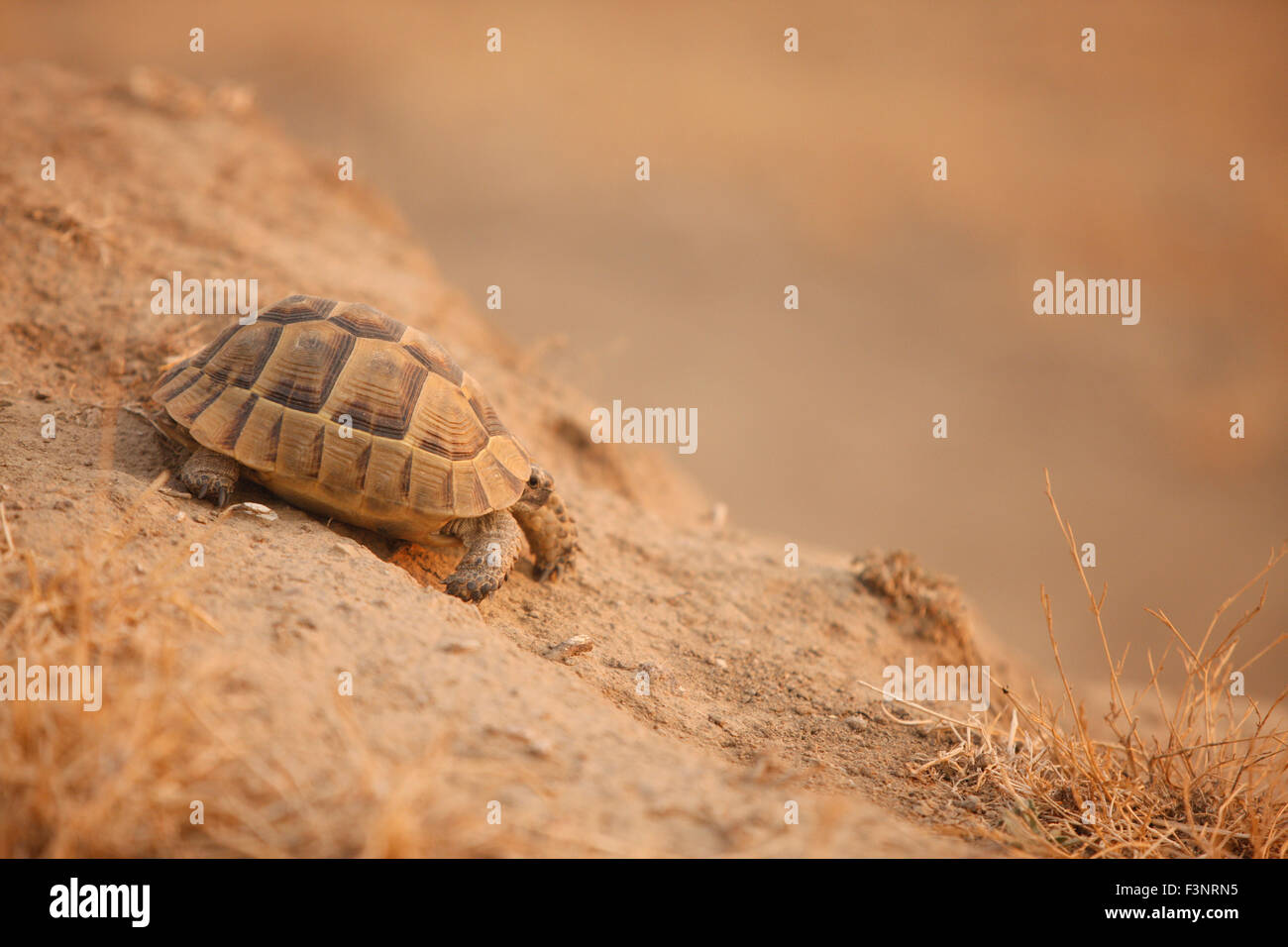 Tortoise trying to escape from burning land, blending with the smoky ...