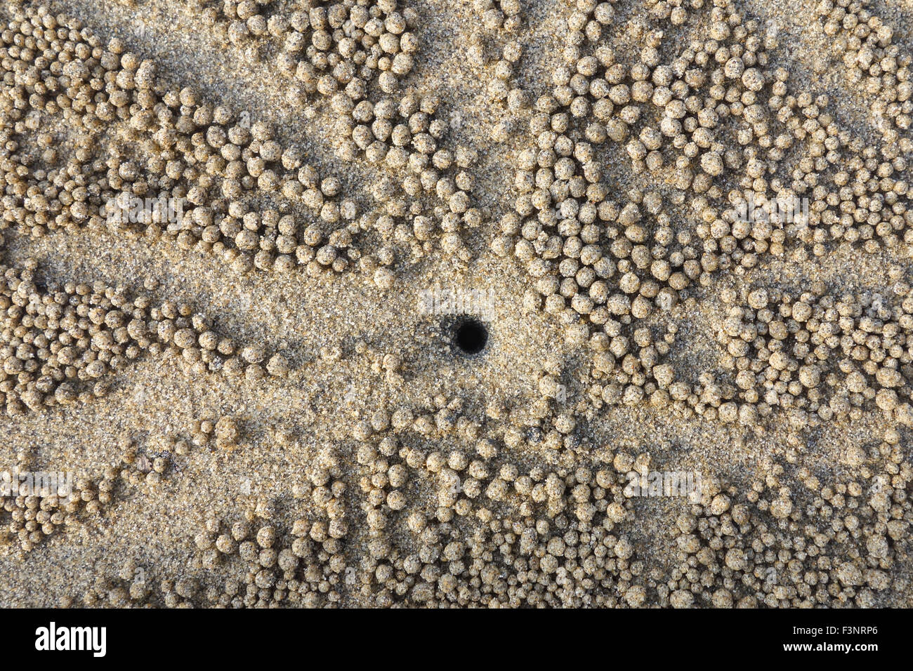 Inflated spherical sand pellets surrounding the burrow entrance of a ...