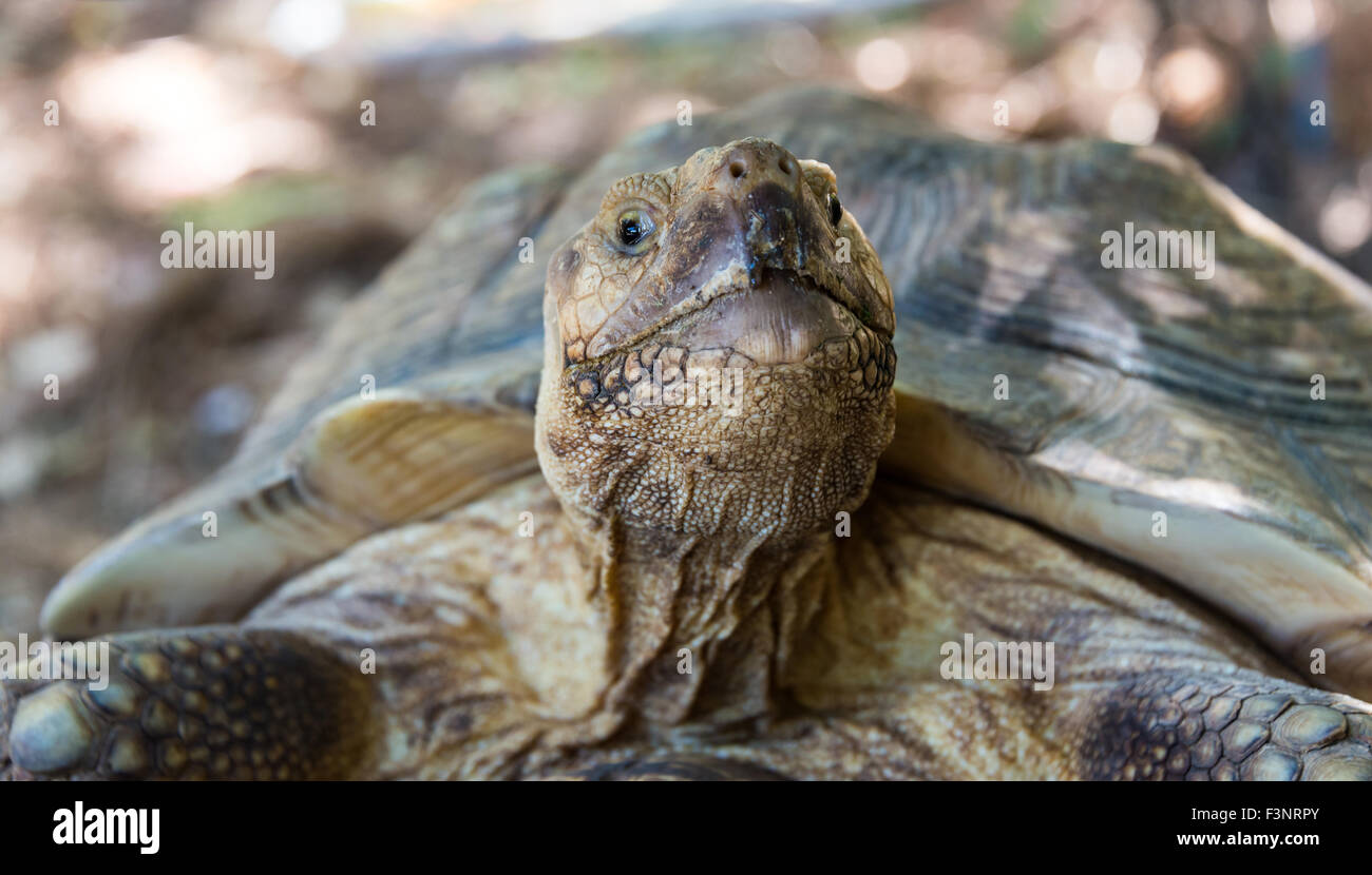 Haifa zoo israel animals hi-res stock photography and images - Alamy