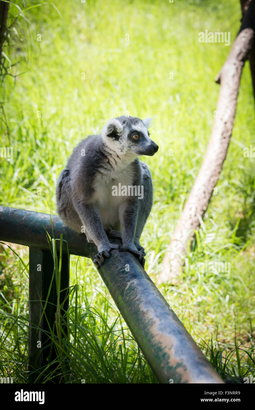 Haifa Zoo, Israel Stock Photo - Alamy