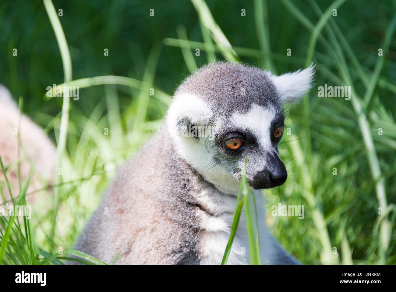 Haifa zoo israel animals hi-res stock photography and images - Alamy