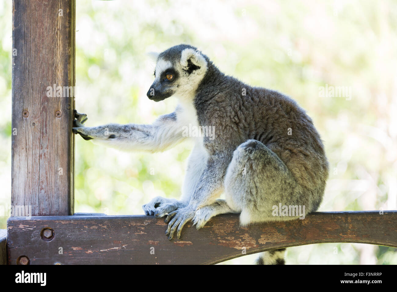 Haifa zoo israel animals hi-res stock photography and images - Alamy