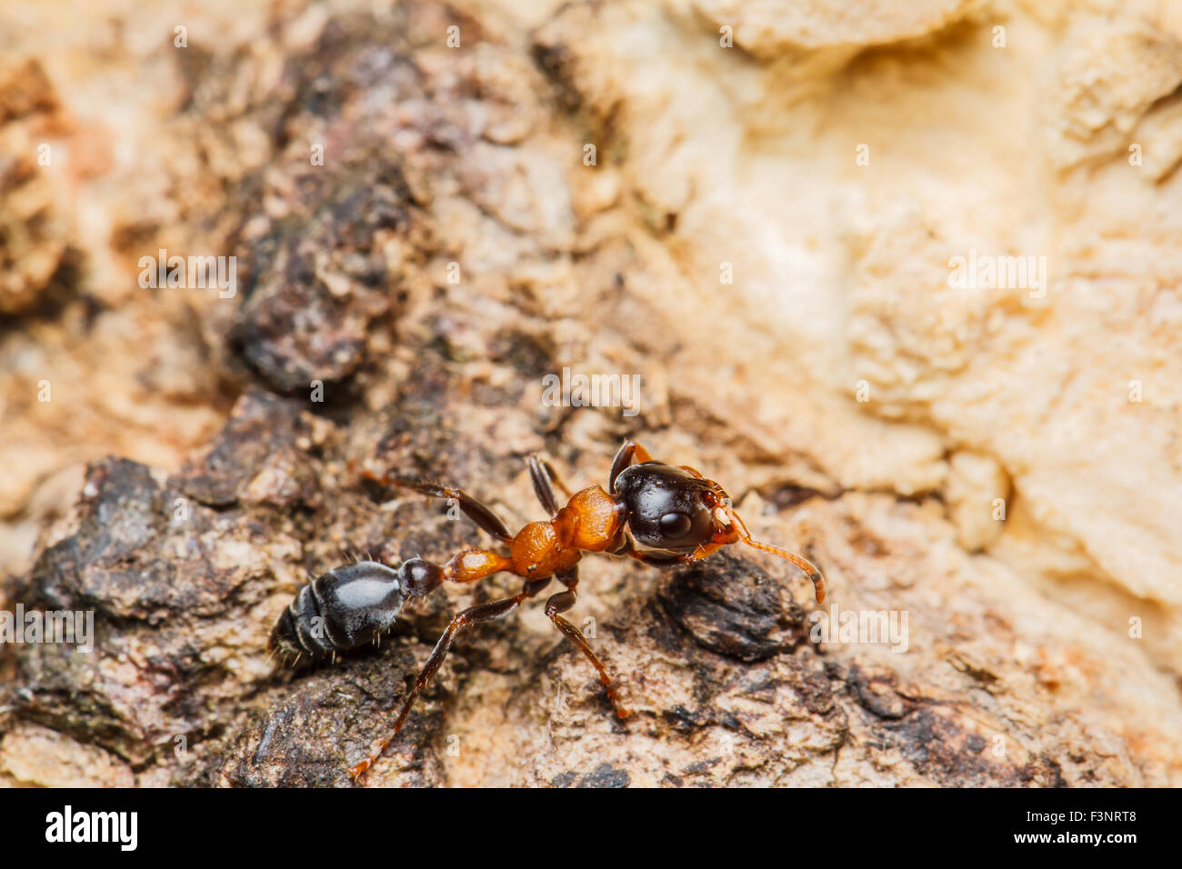 Black worker ants Stock Photo - Alamy