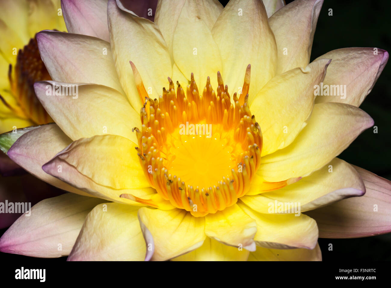 Yellow lotus hi-res stock photography and images - Alamy