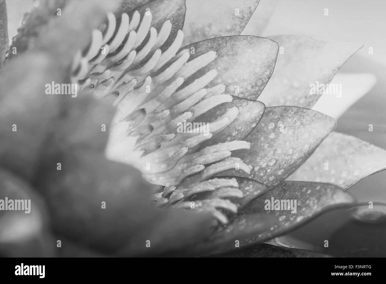 Lily water pond Black and White Stock Photos & Images - Alamy