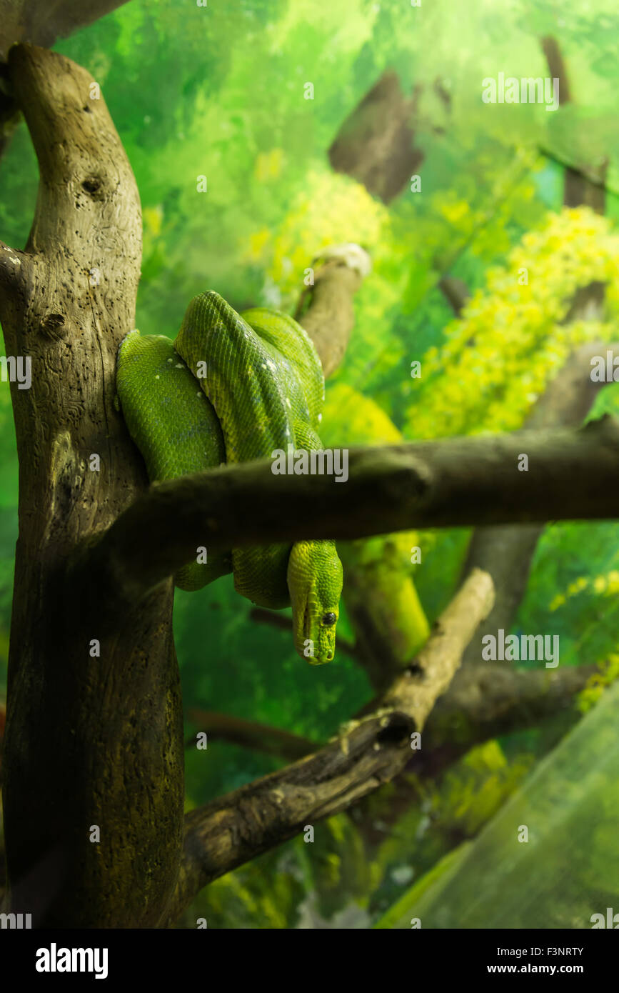 Haifa zoo israel animals hi-res stock photography and images - Alamy