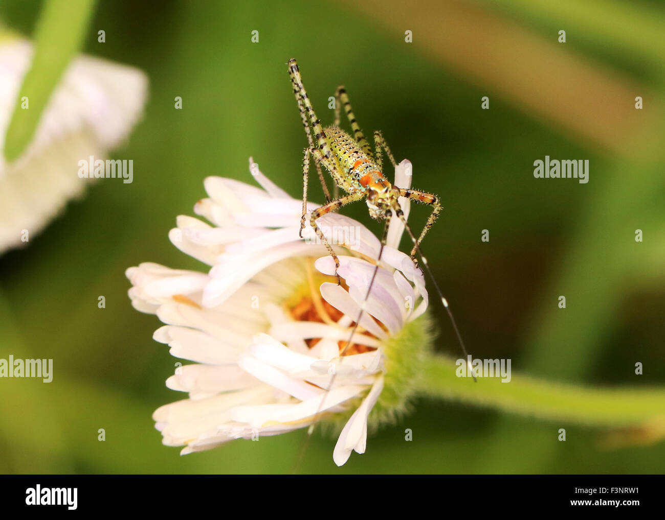 Katydid nymph on a flower Stock Photo - Alamy