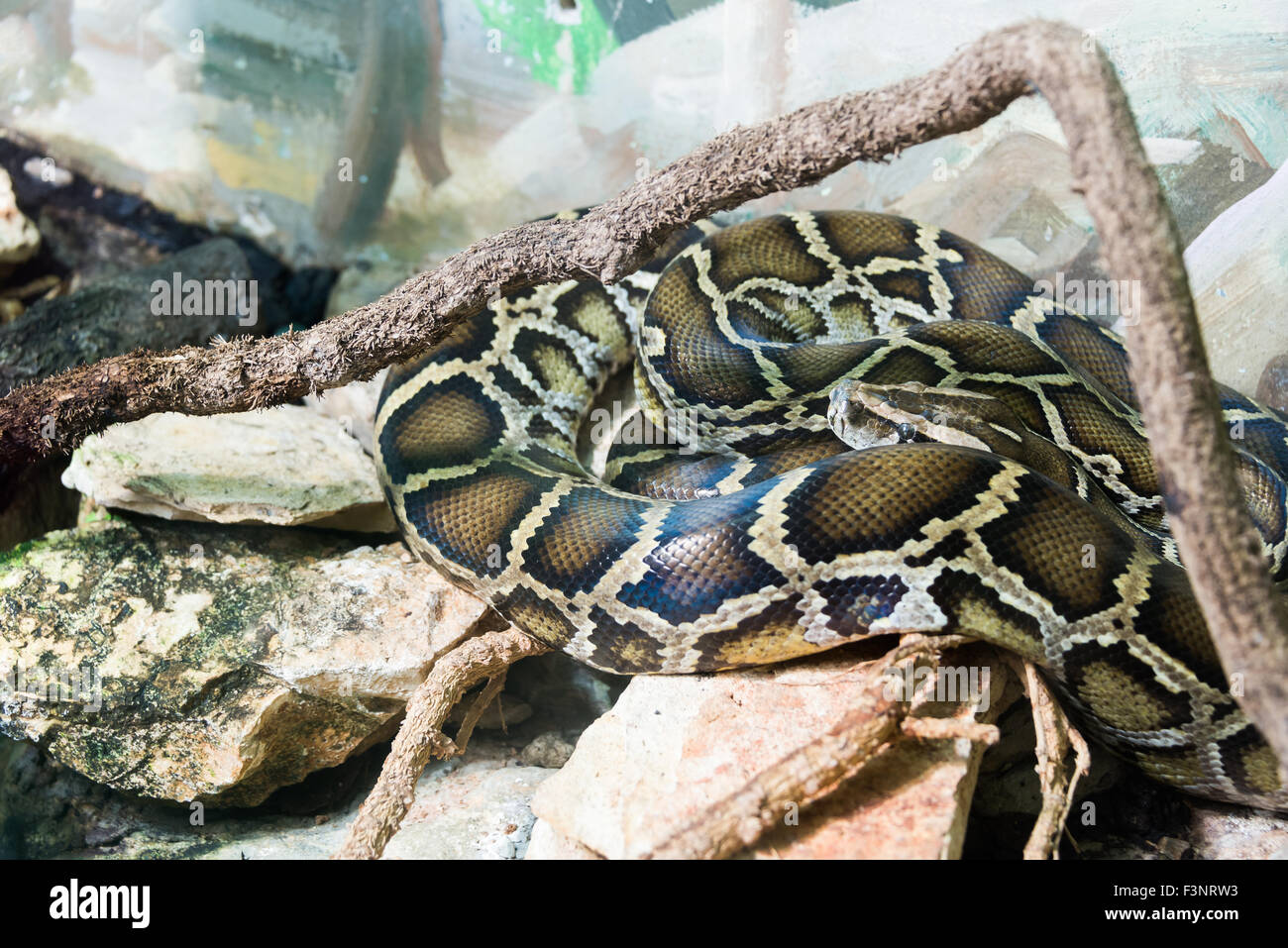 Haifa zoo israel animals hi-res stock photography and images - Alamy