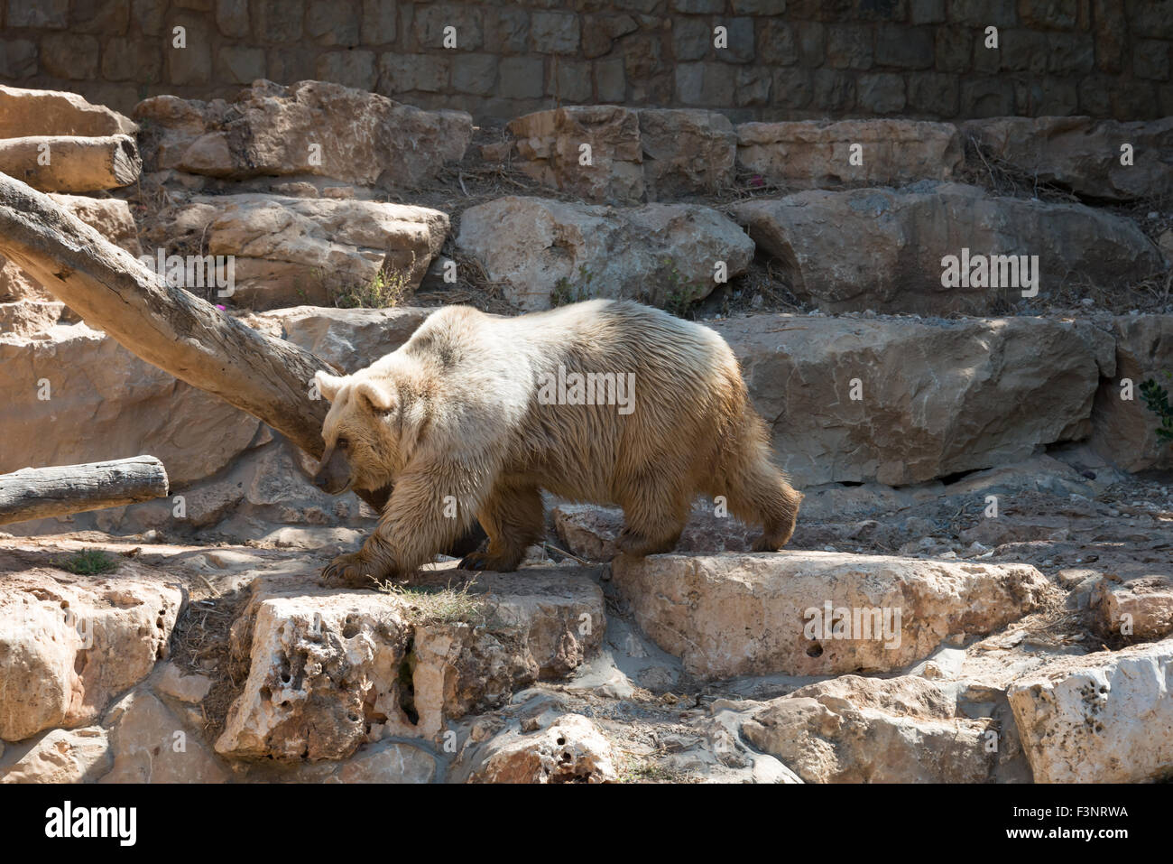 Israel animals hi-res stock photography and images - Alamy
