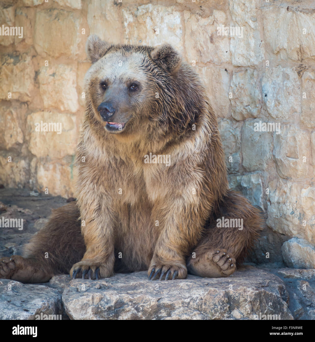 Haifa zoo israel animals hi-res stock photography and images - Alamy