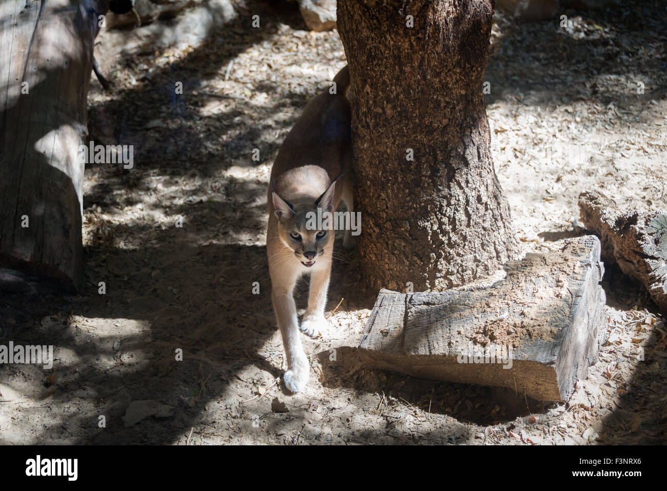 Haifa zoo israel animals hi-res stock photography and images - Alamy