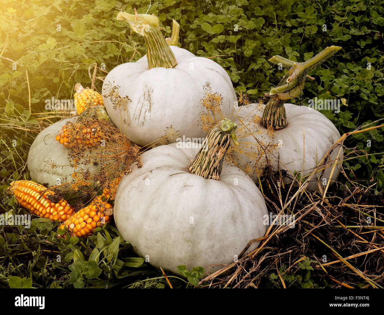 Fall farm harvest pumpkins corn hi-res stock photography and images - Alamy