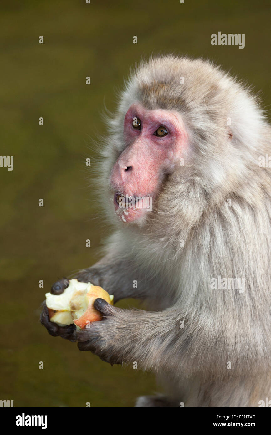 Japanese Macaque Diet